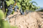 Wine School: The Secret History behind Zinfandel